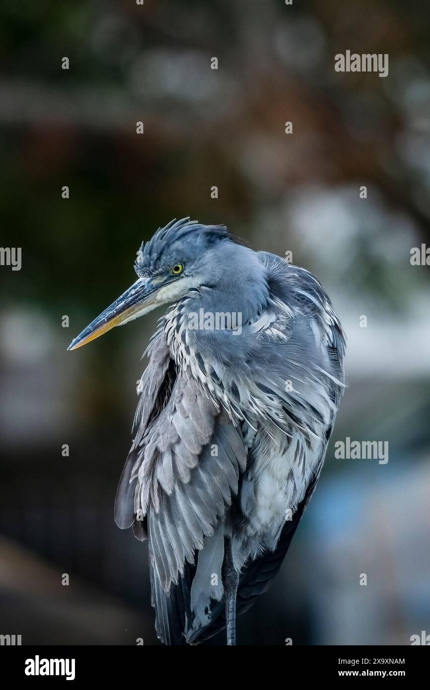 A Grey Heron perched in Trenance Boating Lake in Newquay in Cornwall in the UK Stock Photo - Alamy