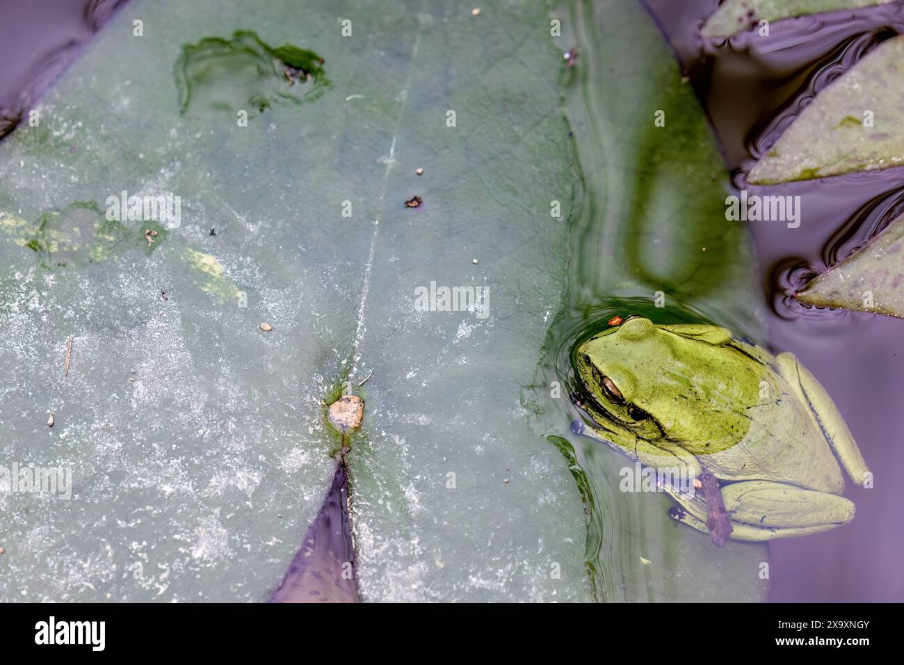 Close-up view from the top of a dotted green tree frog resting in a ...