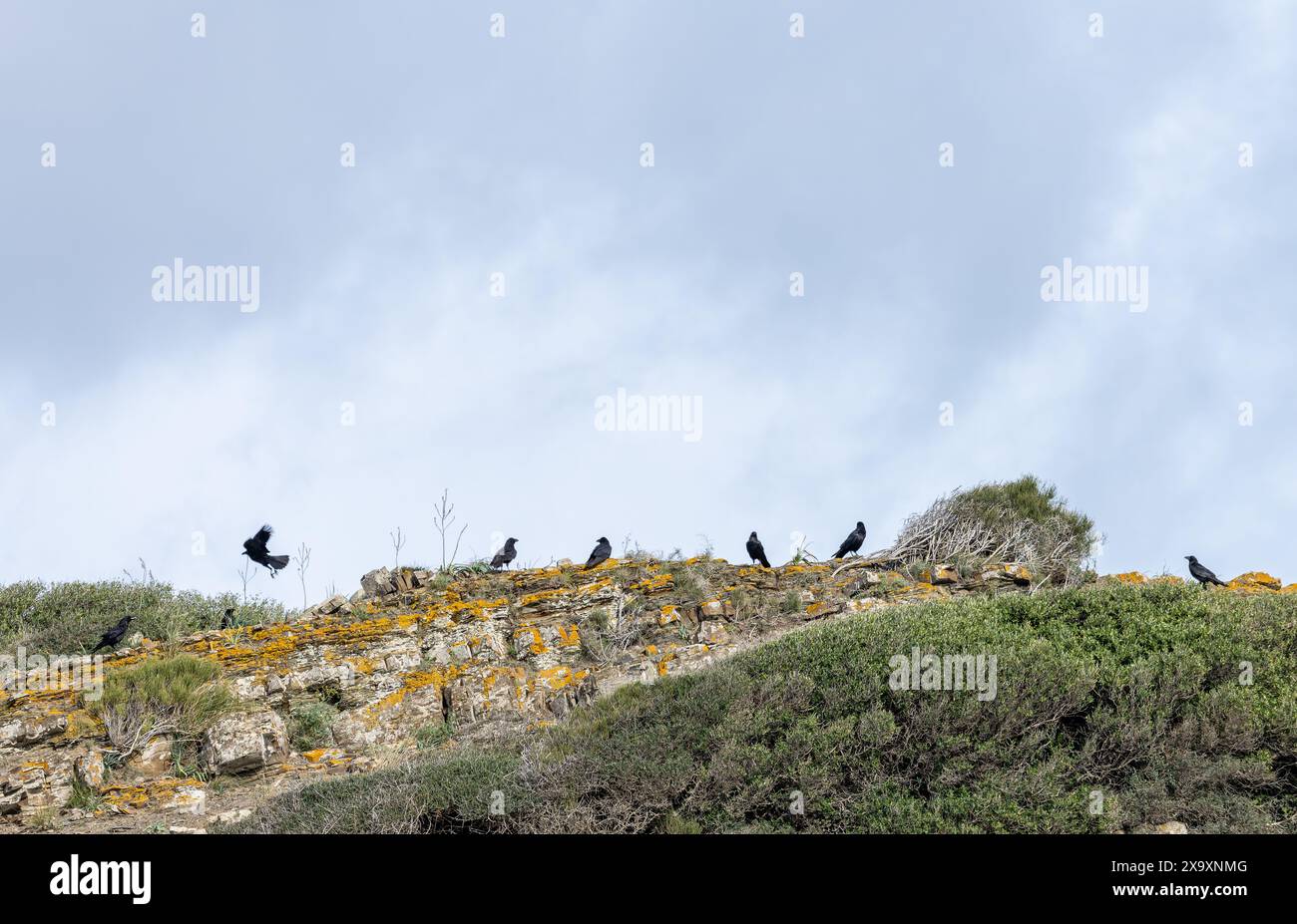 A solitary raven perches on a branch along a rugged cliffside, with a ...