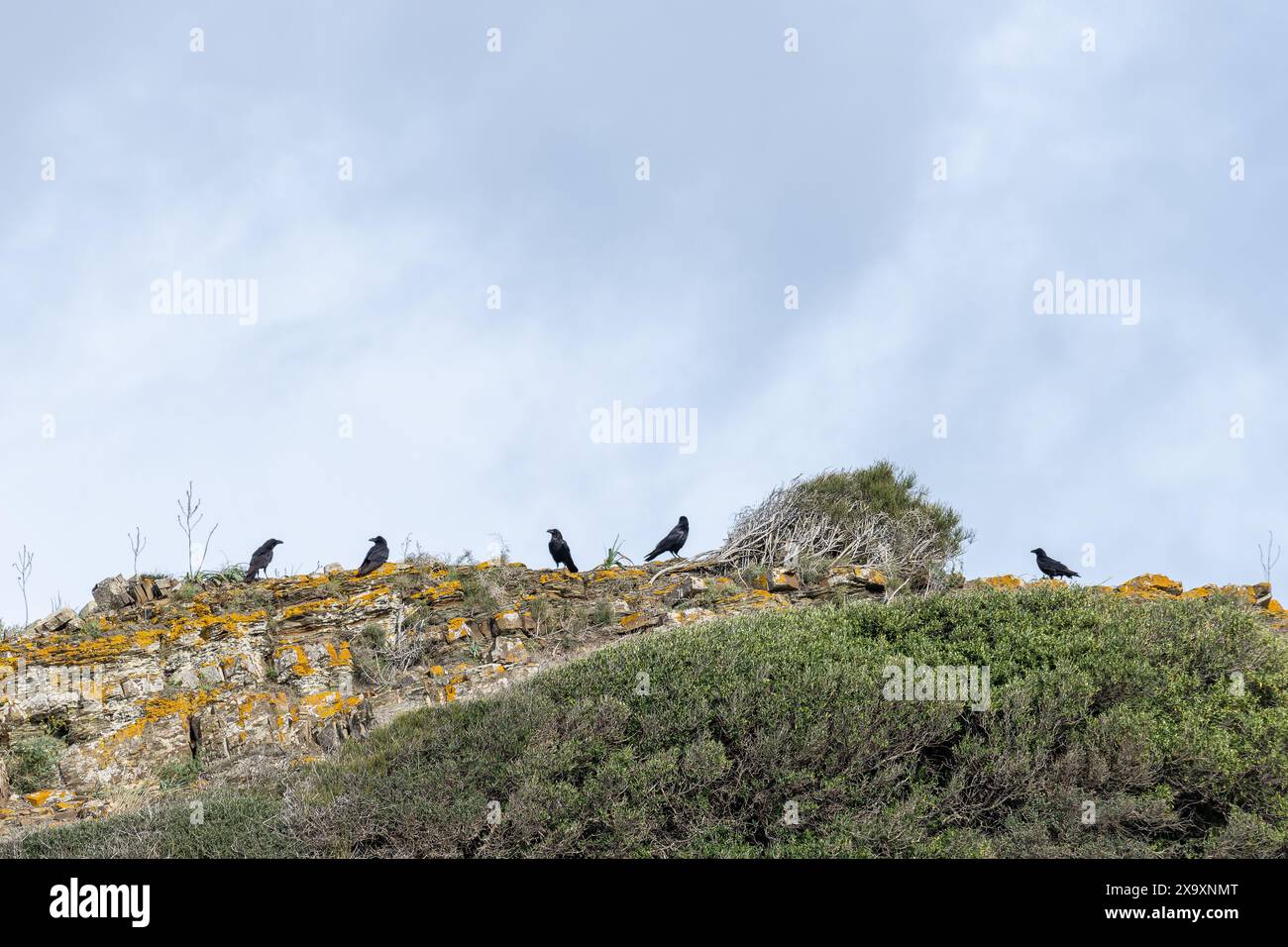 A solitary raven perches on a branch along a rugged cliffside, with a ...