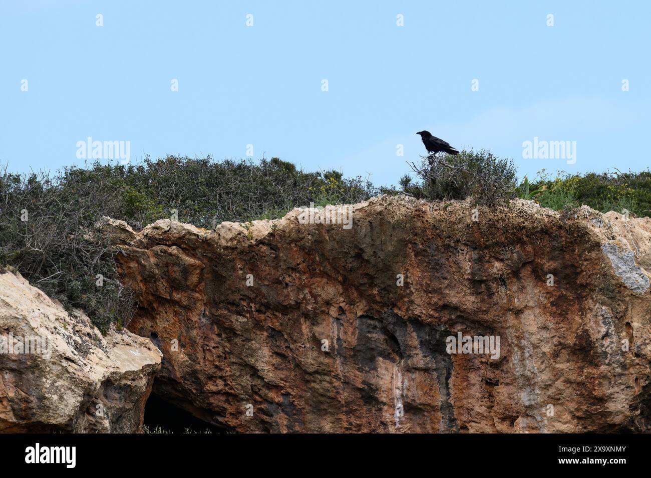A solitary raven perches on a branch along a rugged cliffside, with a ...