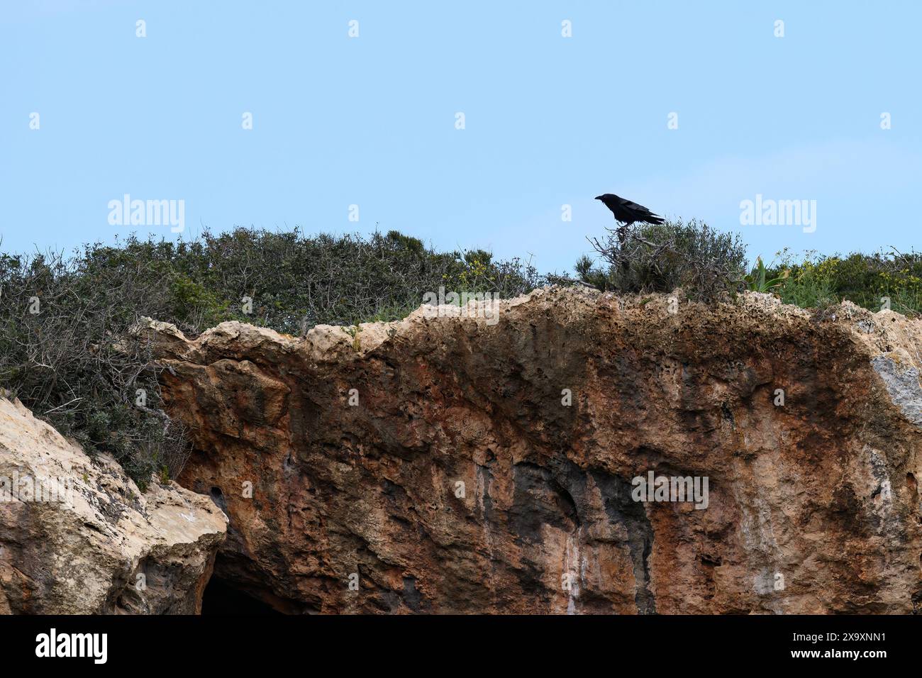 A solitary raven perches on a branch along a rugged cliffside, with a ...