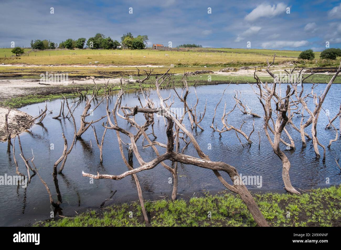 The remains of skeletal dead trees in and around a small man-made pond ...