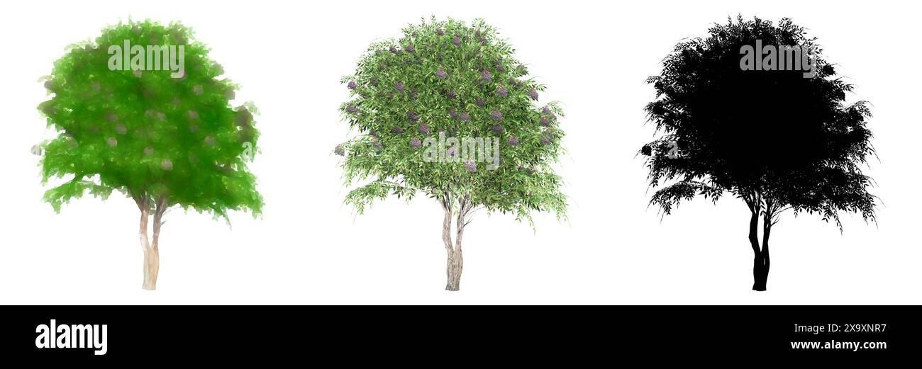 Set or collection of Black Elder trees, painted, natural and as a black ...