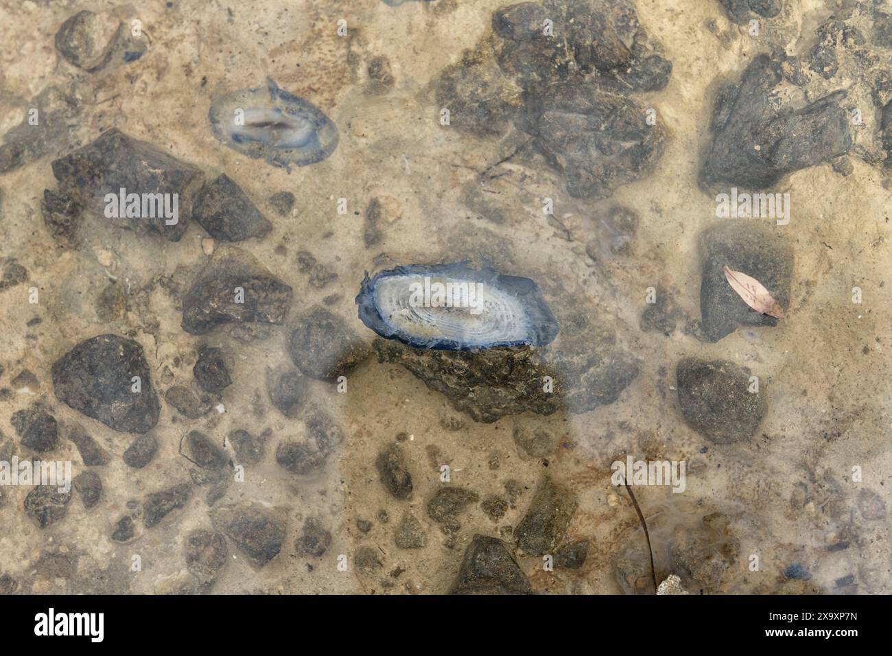 Close-up of Velella jellyfish floating in shallow coastal waters ...