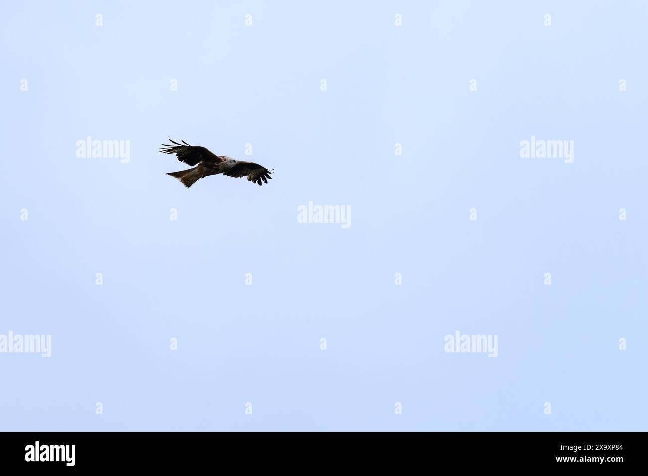 A majestic red kite soaring gracefully against a clear blue sky. Ideal ...