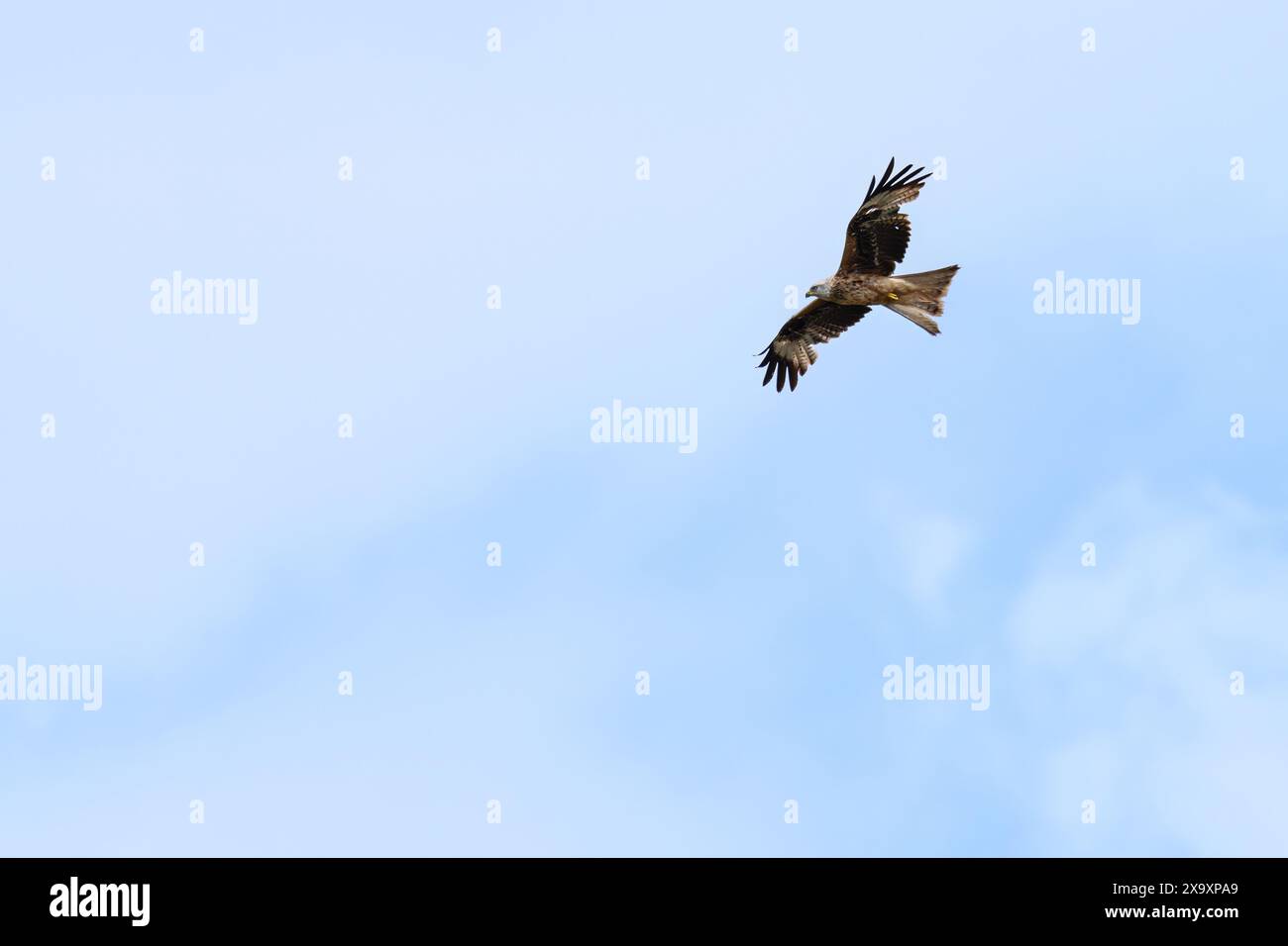 A majestic red kite soaring gracefully against a clear blue sky. Ideal ...