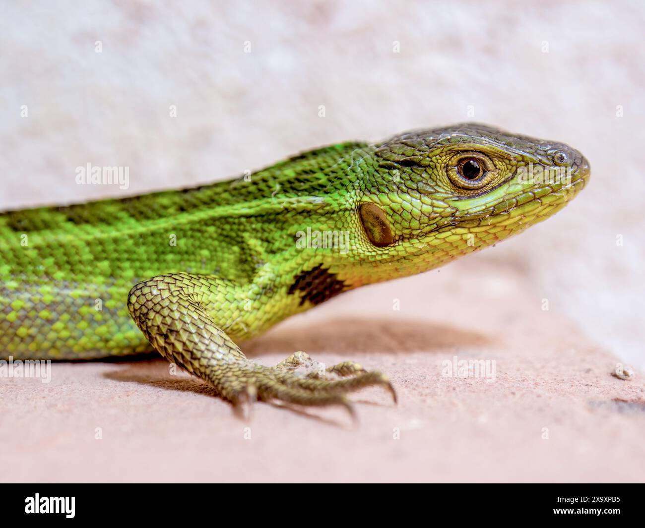 Side macro photography of a Duméril's whorltail iguana, immobile in the ...