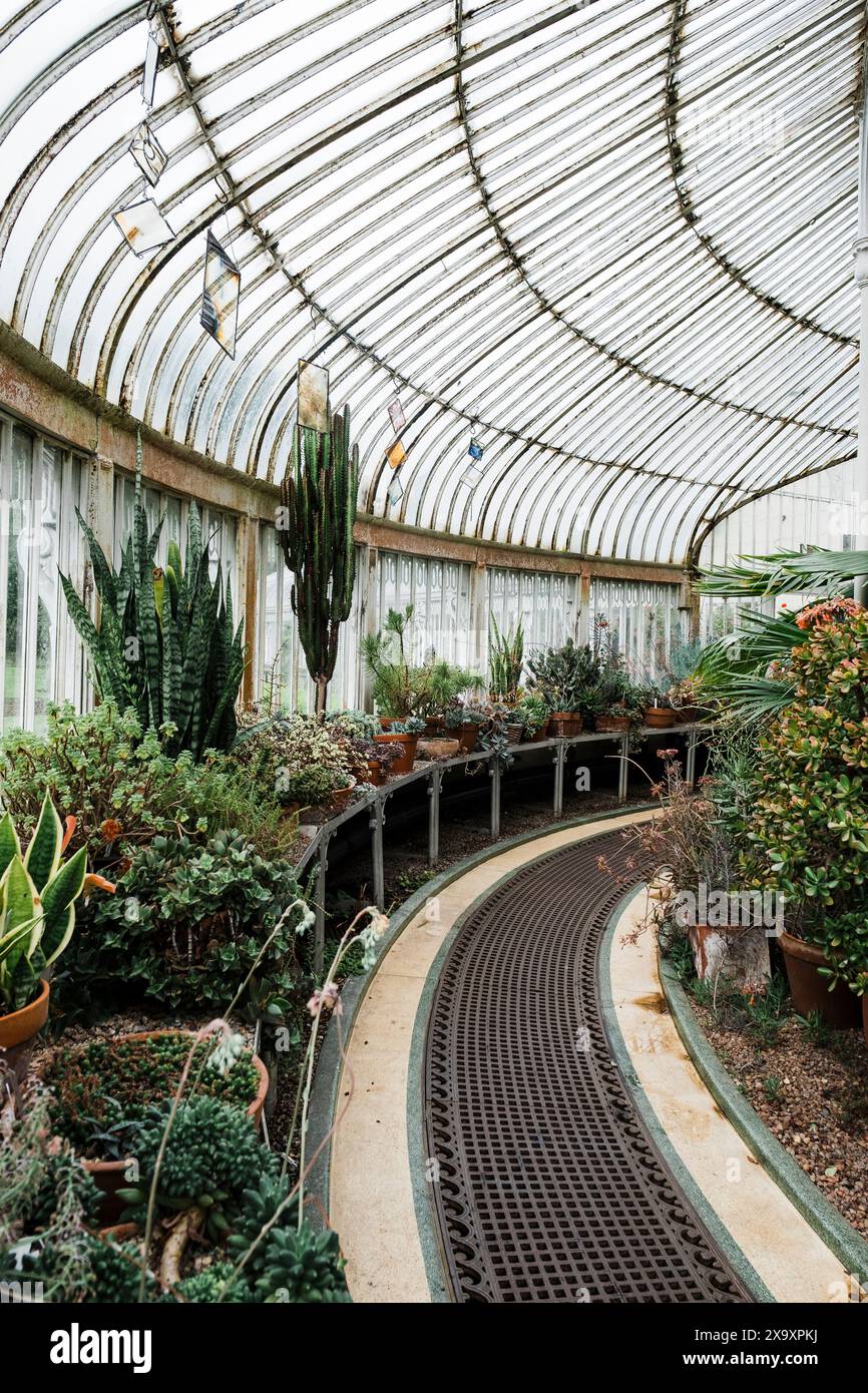 Inside the Glass House of the Belfast botanic gardens Stock Photo - Alamy