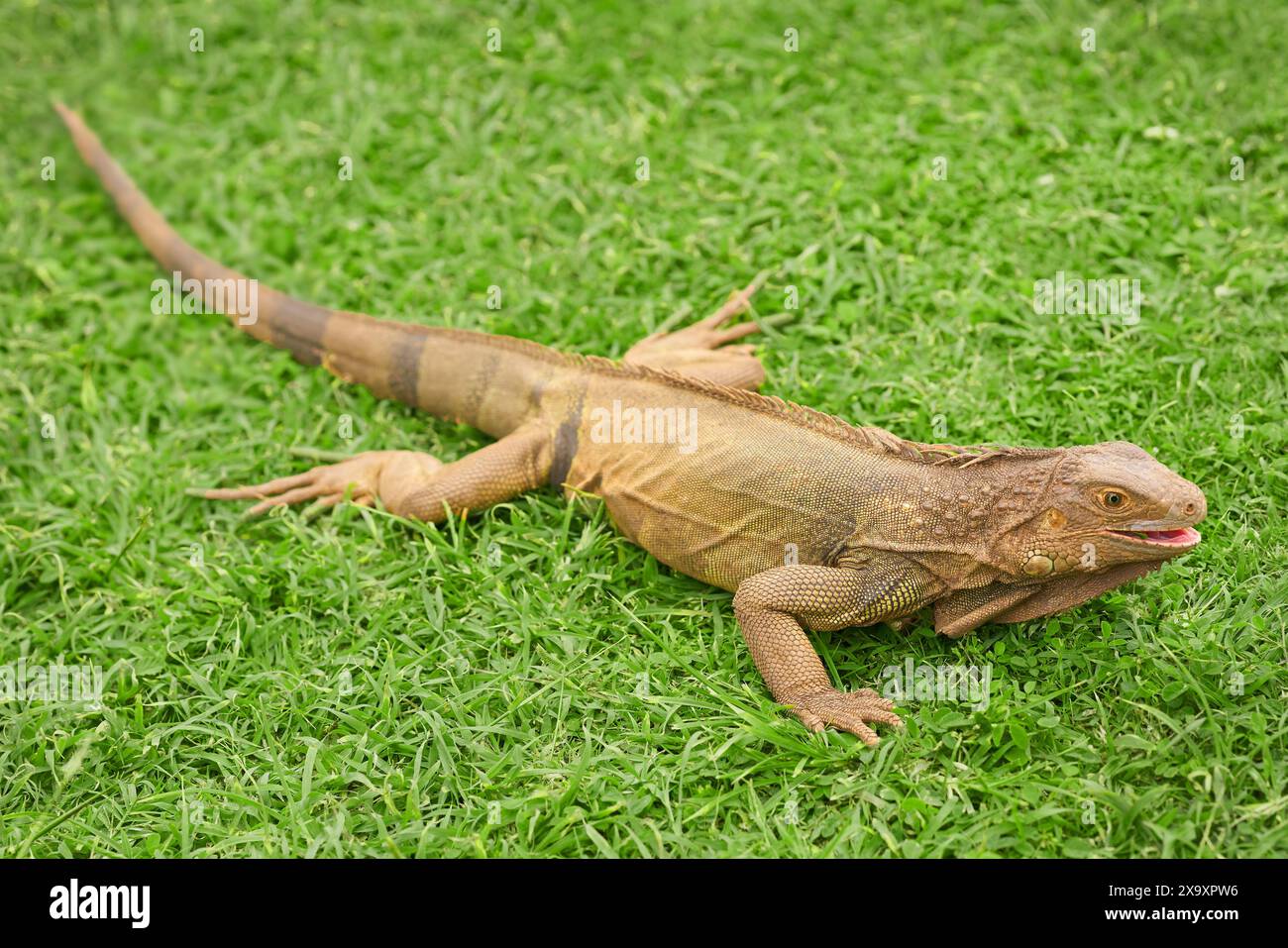 Photo of giant lizard in San Juan Stock Photo - Alamy