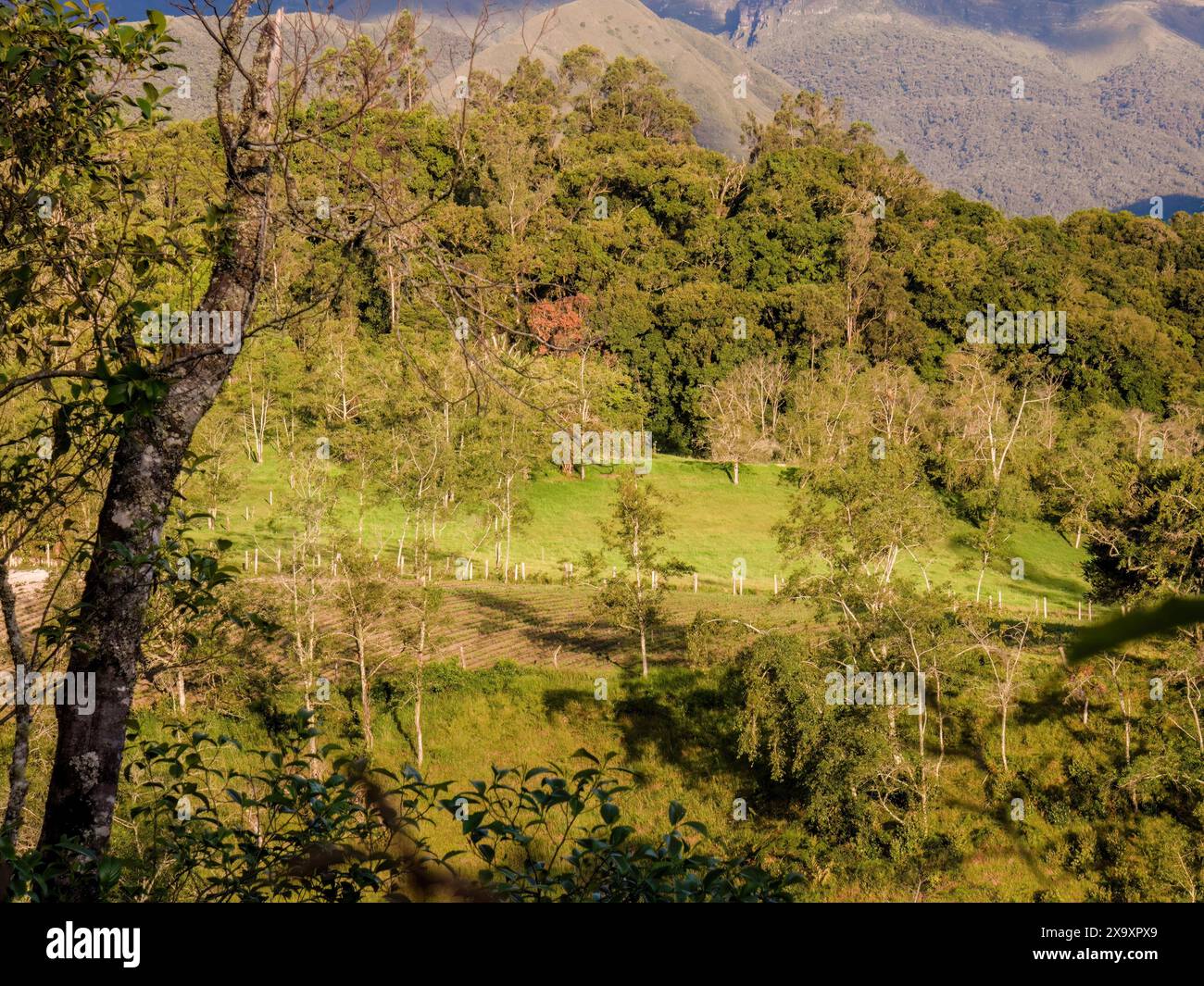 View of the forests of alders, eucalyptus and oak trees, and the ...