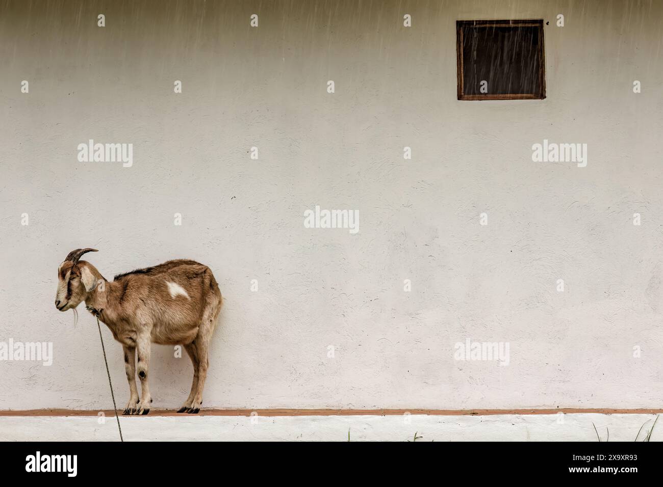A brown tied goat tries to avoid the heavy rain under a roof eave, in a ...