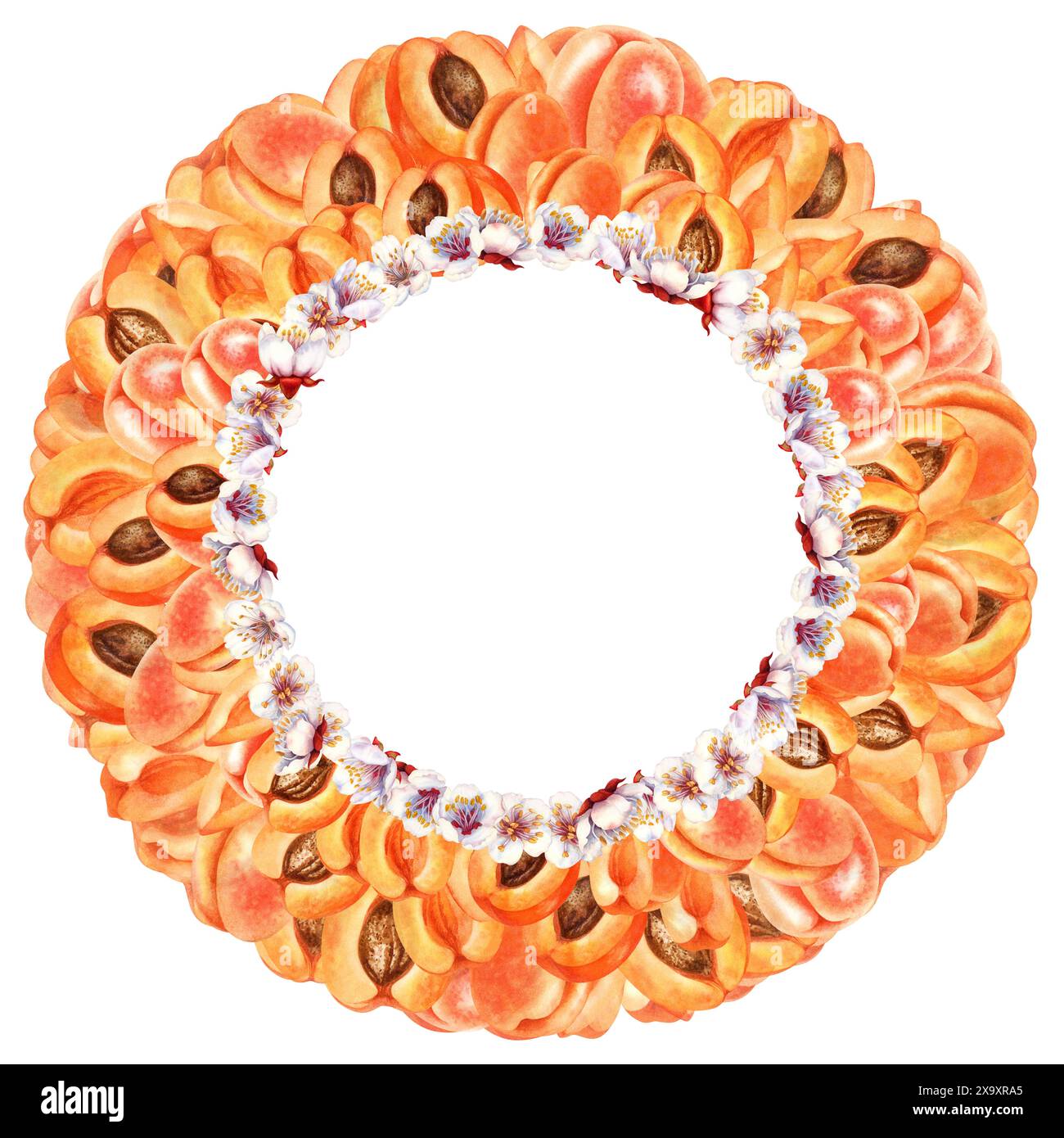 Round fruit frame of ripe orange-pink apricots with green leaves, brown ...