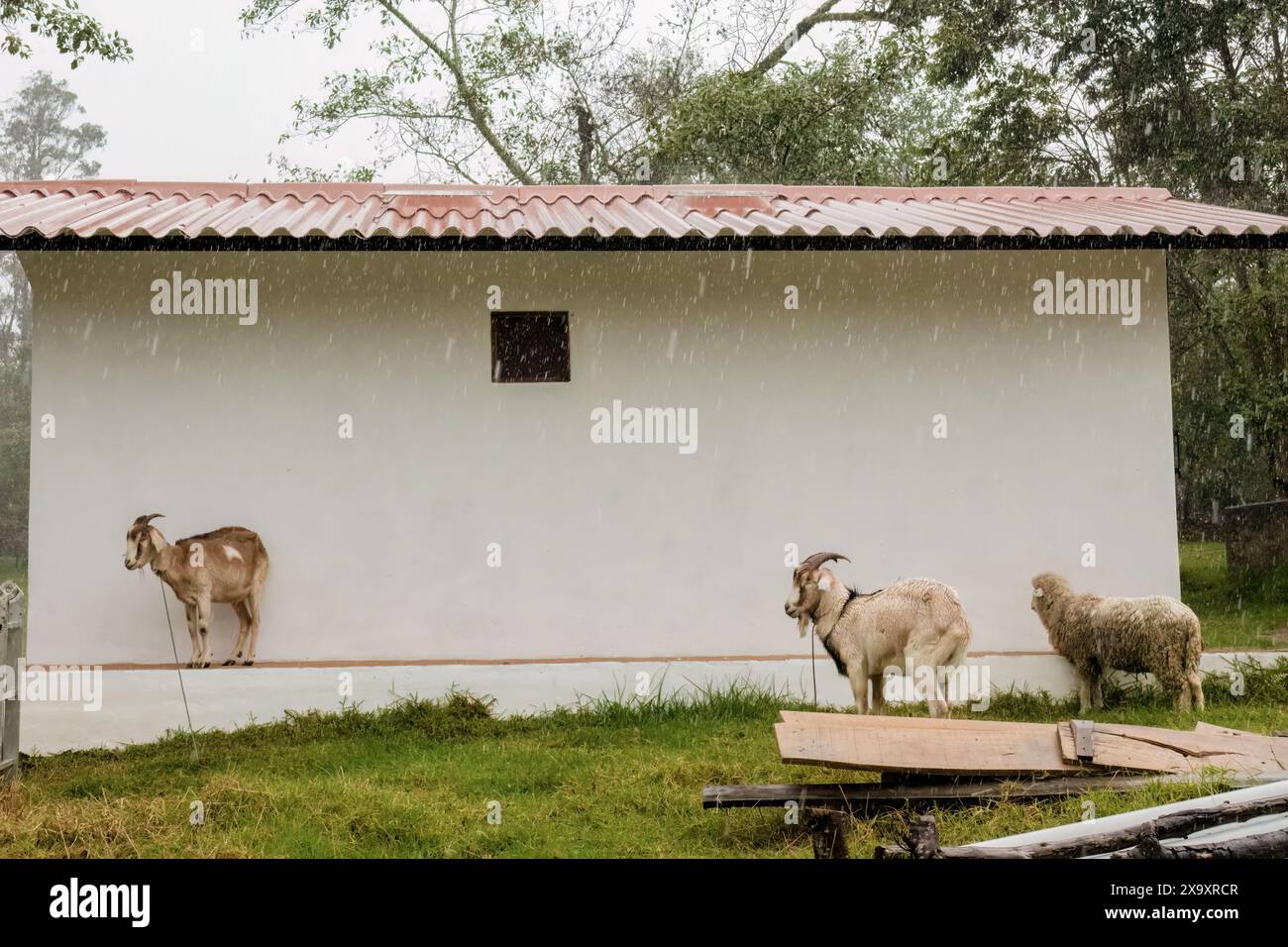 A brown tied goat tries to avoid the heavy rain under a roof eave ...