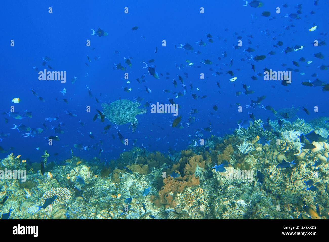 Indonesia Bunaken - Marine life Coral reef with tropical fish and sea ...