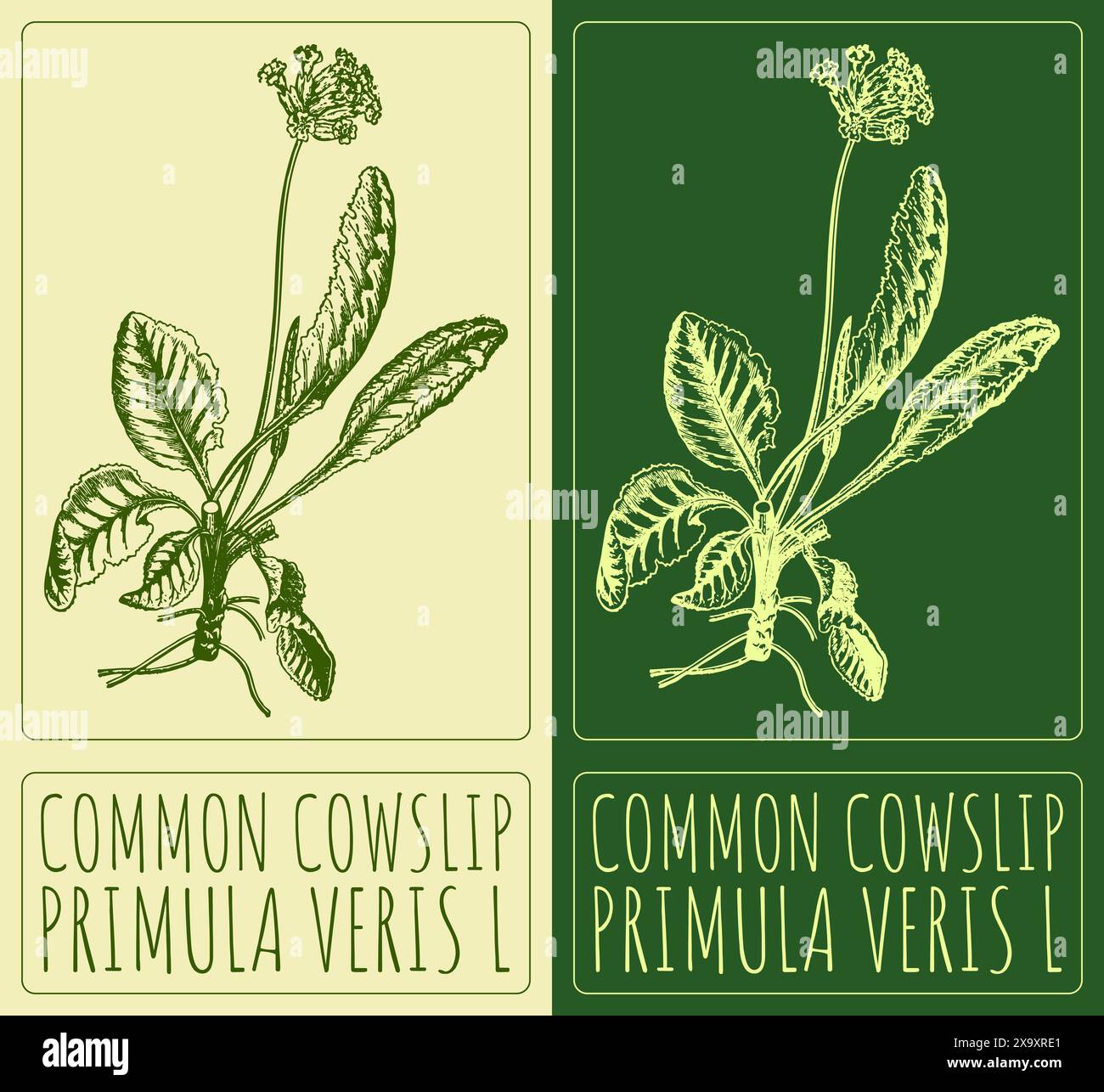 Primula veris Stock Vector Images - Alamy