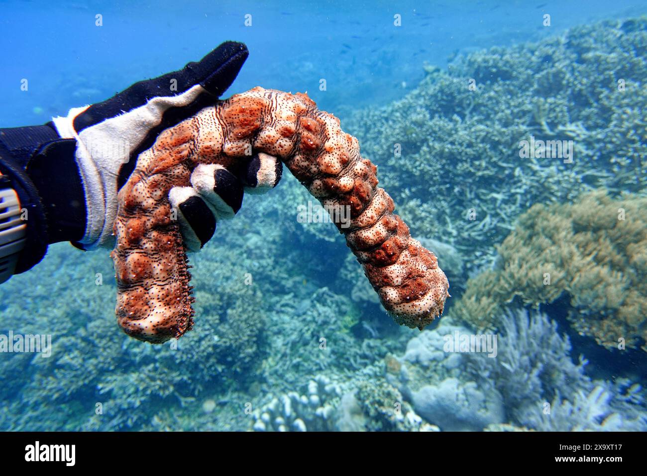 Indonesia Bunaken - Marine life Coral reef with Sea cucumber Stock ...