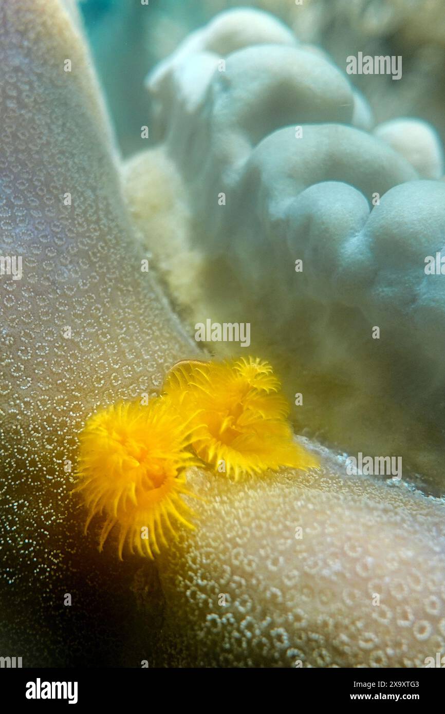 Indonesia Bunaken - Marine life Coral reef with Christmas tree worm ...