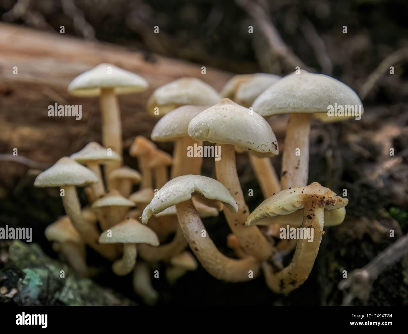 Macro photography of a cluster of tiny honey fungus, growing in a ...