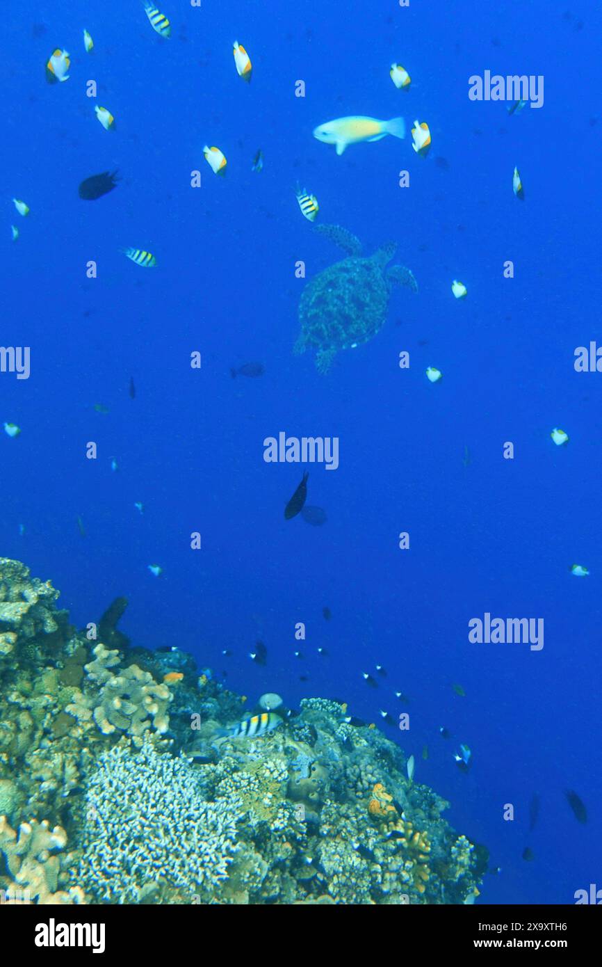 Indonesia Bunaken - Marine life Coral reef with tropical fish and sea ...