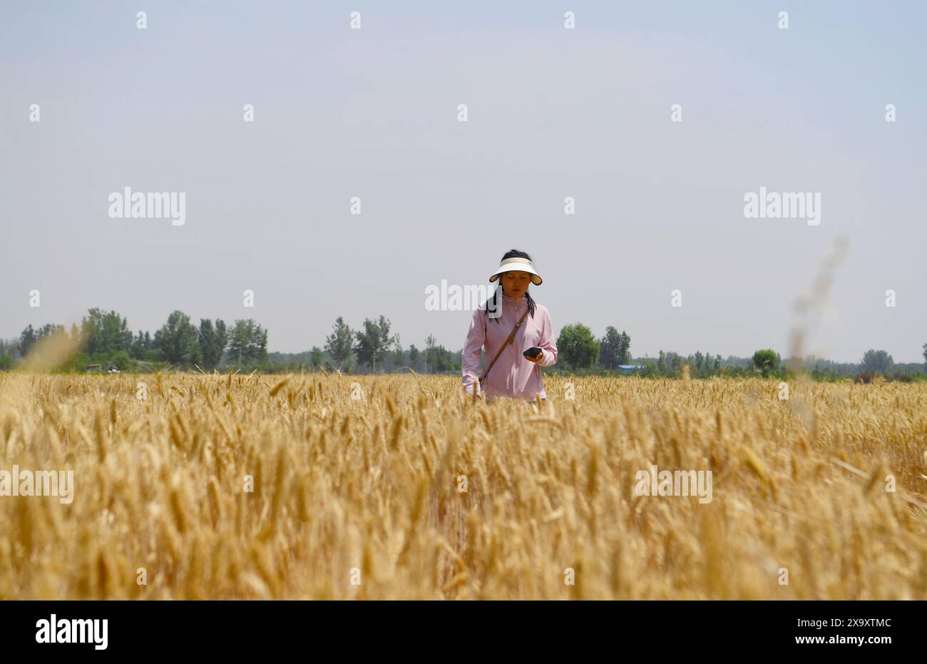 (240603) -- ZHENGZHOU, June 3, 2024 (Xinhua) -- Du Mengyuan measures a ...
