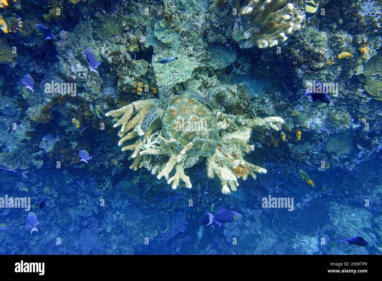 Indonesia Bunaken - Marine life Coral reef with tropical fish and sea ...
