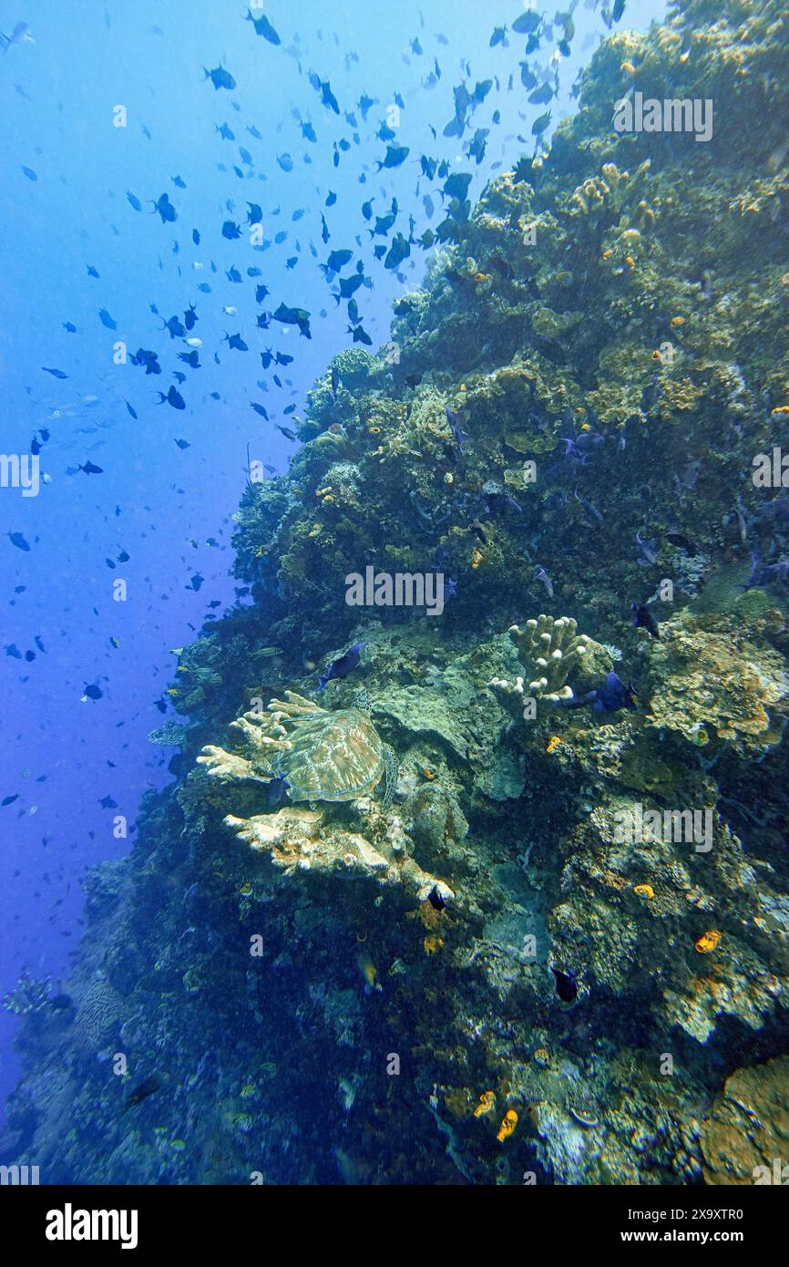Indonesia Bunaken - Marine life Coral reef with tropical fish and sea ...