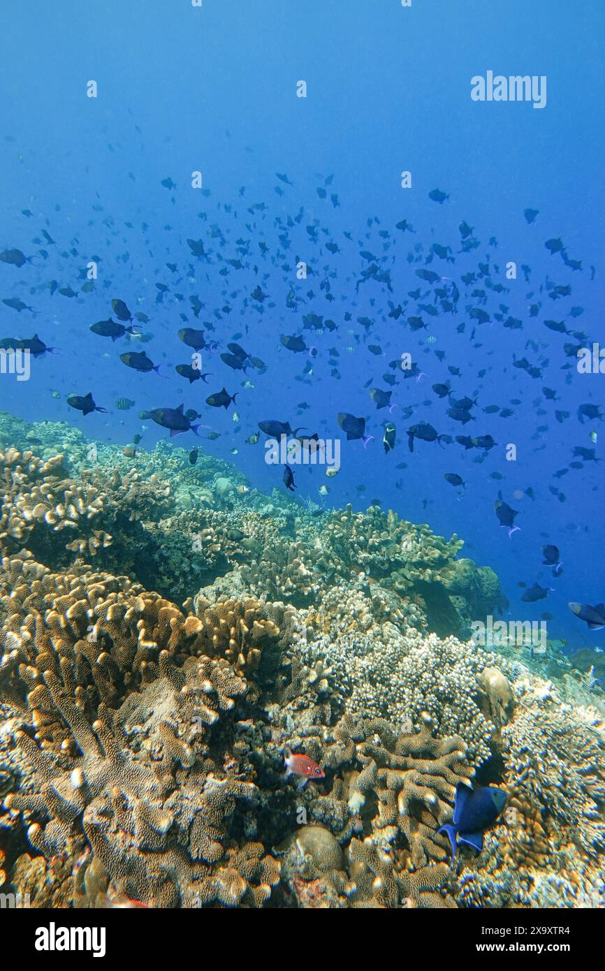 Indonesia Bunaken - Marine life Coral reef with tropical fish Stock ...