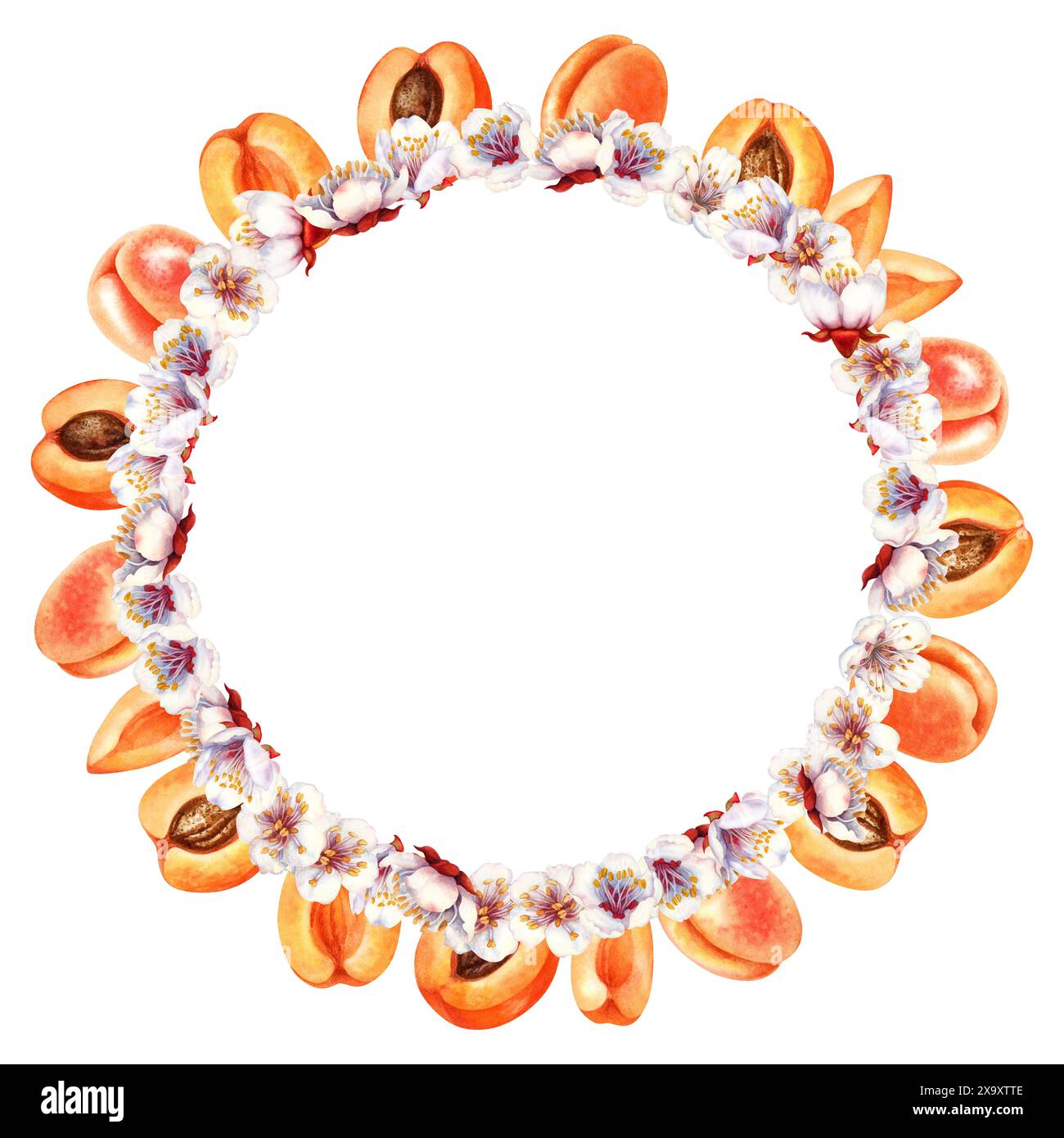 Round fruit frame of ripe orange-pink apricots with green leaves, brown ...