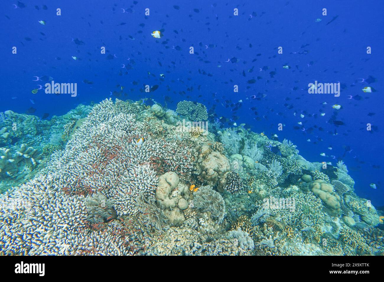 Indonesia Bunaken - Marine life Coral reef with tropical fish Stock ...