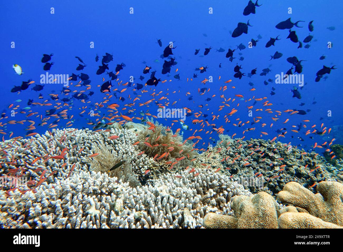 Indonesia Bunaken - Marine life Coral reef with tropical fish Stock ...