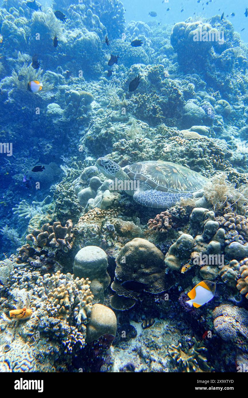 Indonesia Bunaken - Marine life Coral reef with tropical fish and sea ...