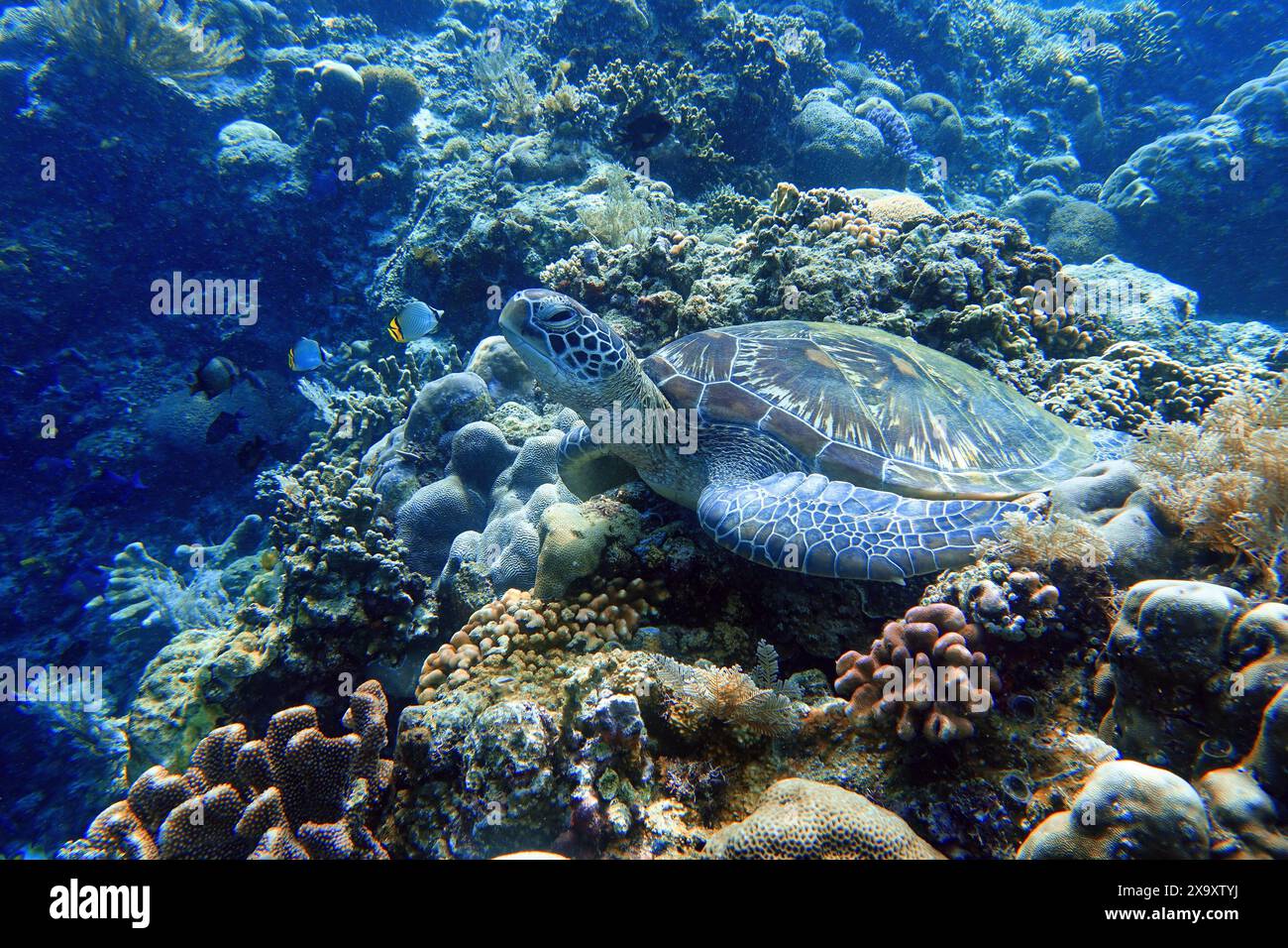 Indonesia Bunaken - Marine life Coral reef with tropical fish and sea ...