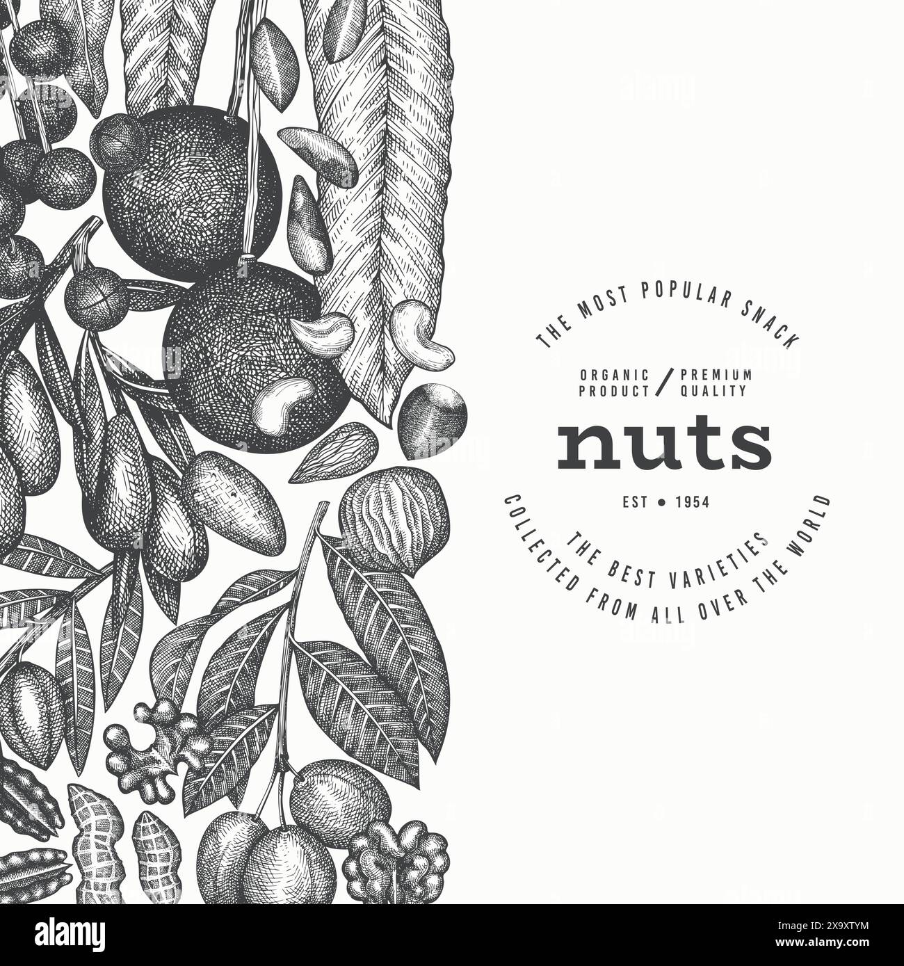 Hand Drawn Nuts Branch And Kernels Template. Organic Seed Vector Design ...