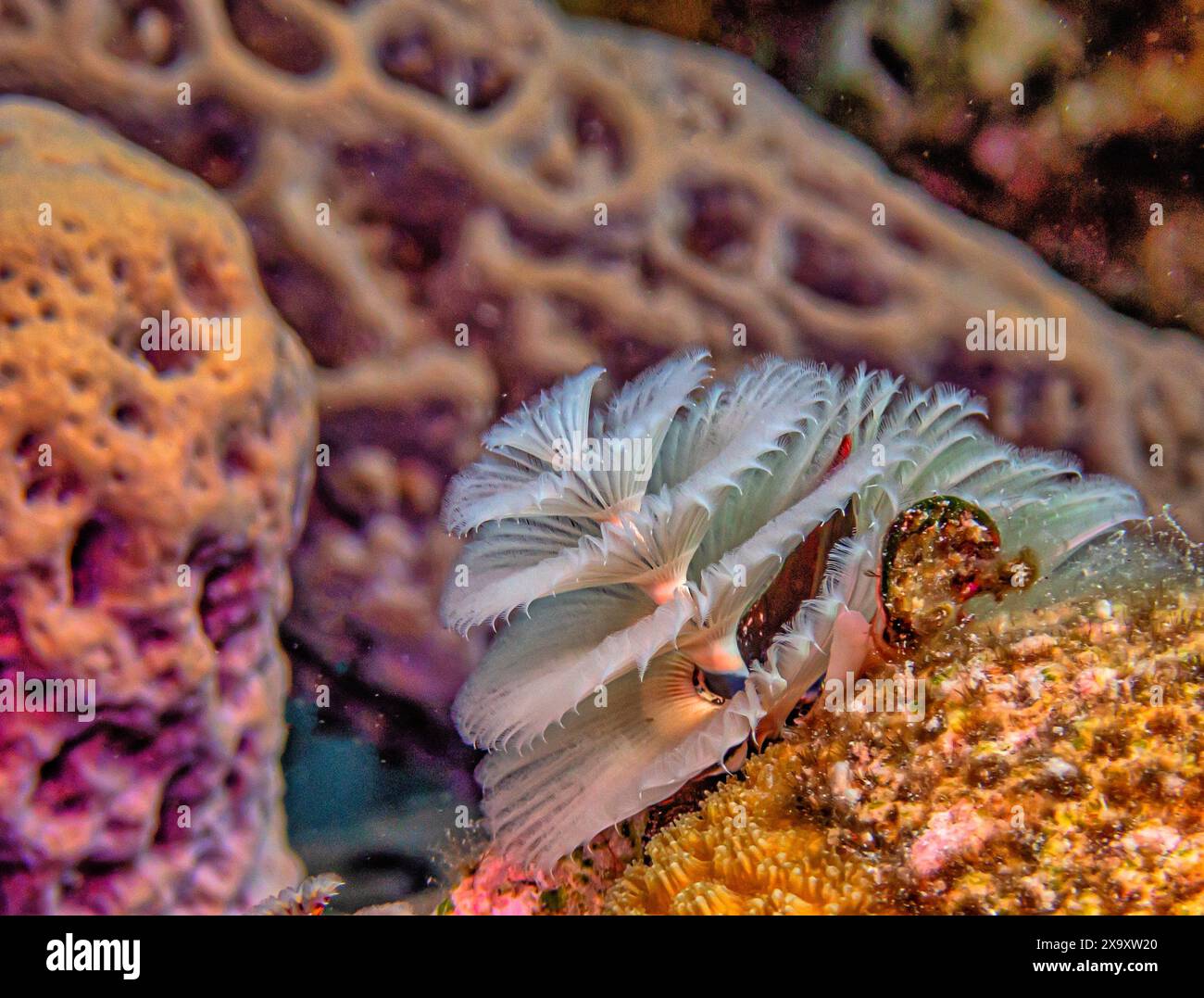 Spirobranchus giganteus, commonly known as Christmas tree worms, are ...