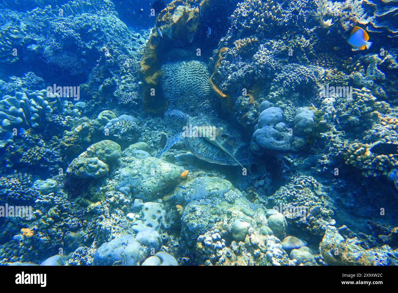 Indonesia Bunaken - Marine life Coral reef with tropical fish and sea ...