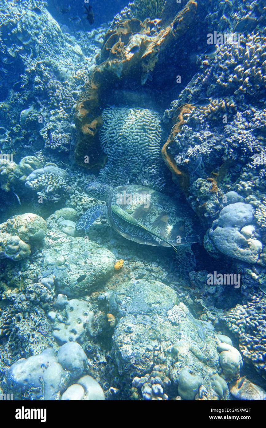 Indonesia Bunaken - Marine life Coral reef with tropical fish and sea ...