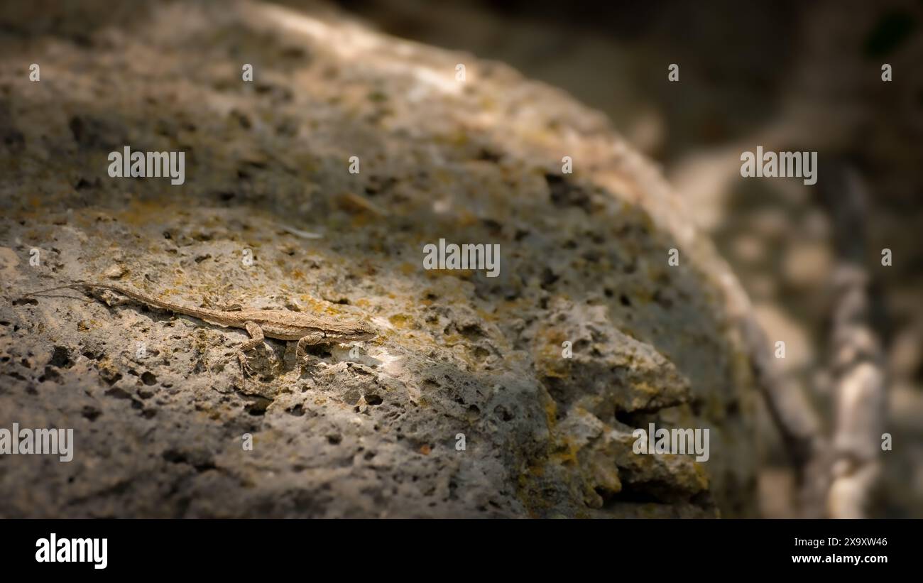 Tiny lizard on stone near Sedona, Arizona Stock Photo - Alamy