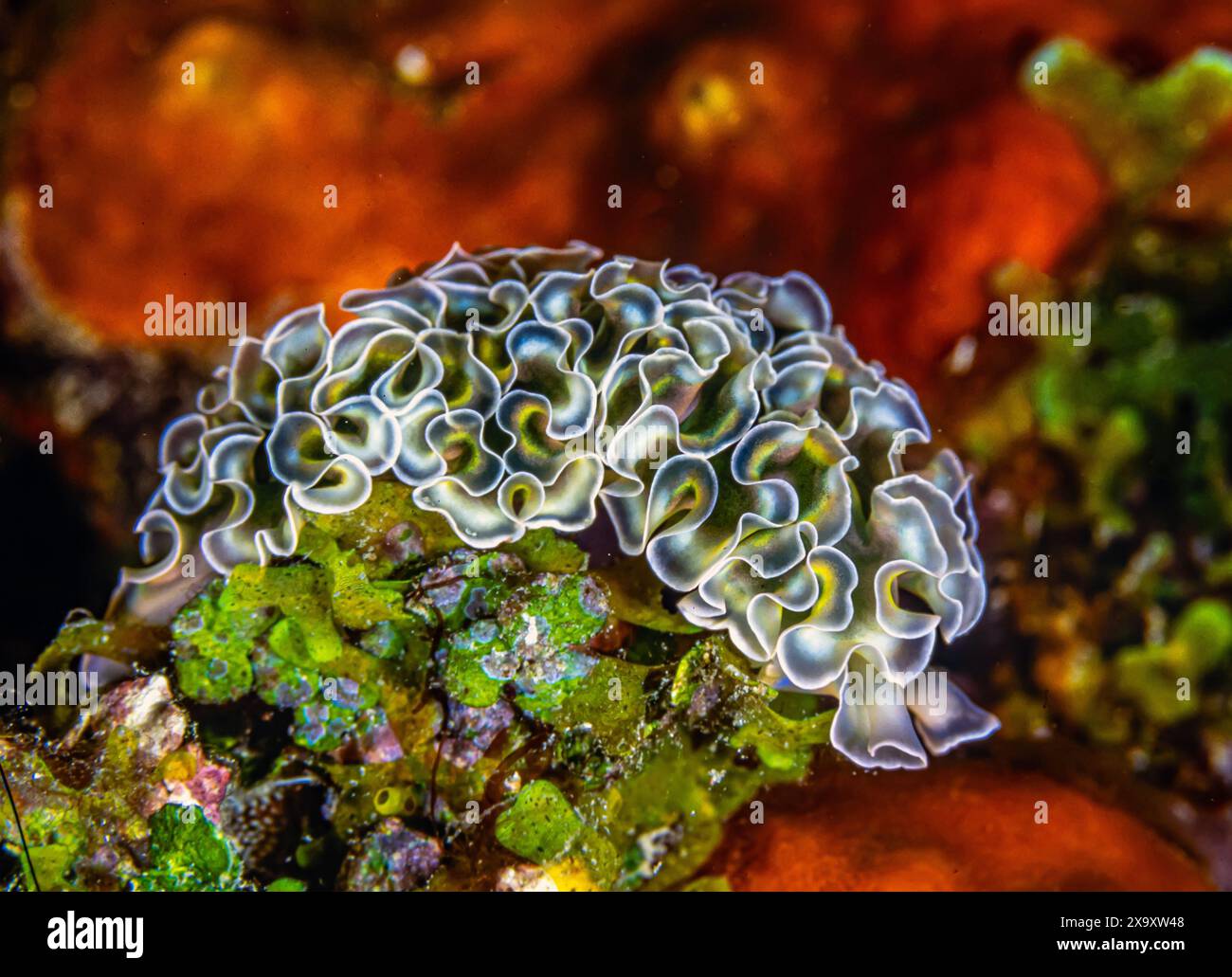 Elysia crispata, common name the lettuce sea slug or lettuce slug, is a ...