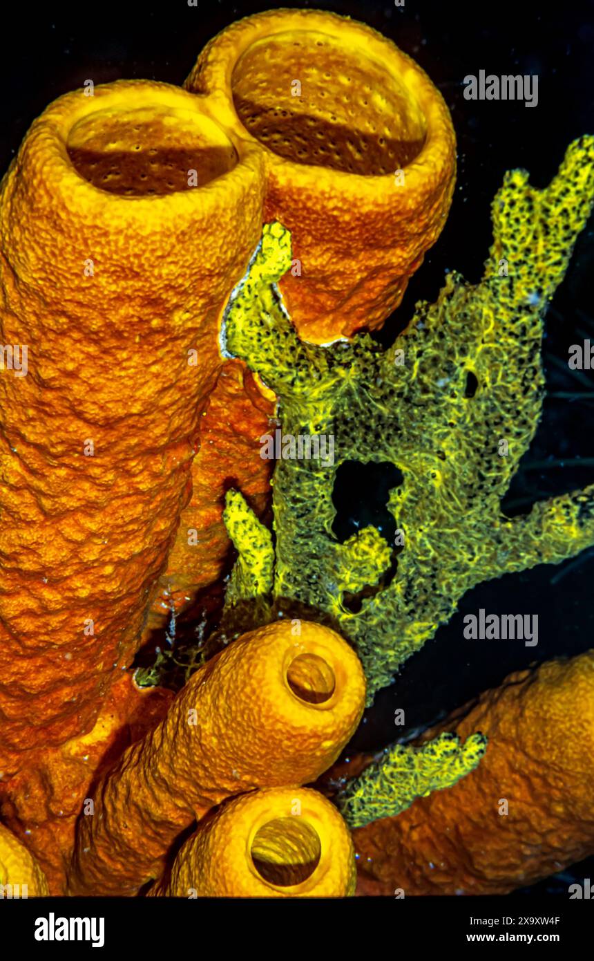 Aplysina fistularis, also known as the yellow tube sponge is a species ...