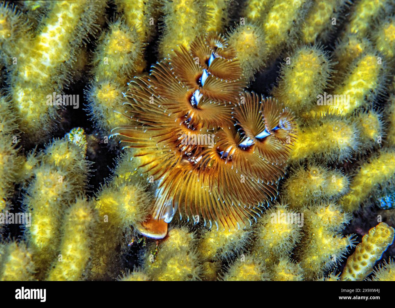 Spirobranchus giganteus, commonly known as Christmas tree worms, are ...