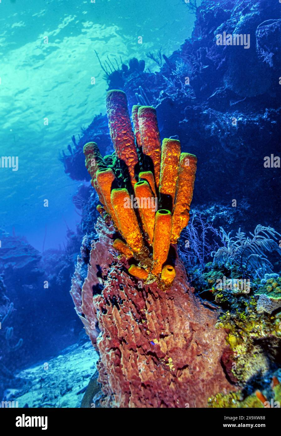 Aplysina fistularis, also known as the yellow tube sponge is a species ...