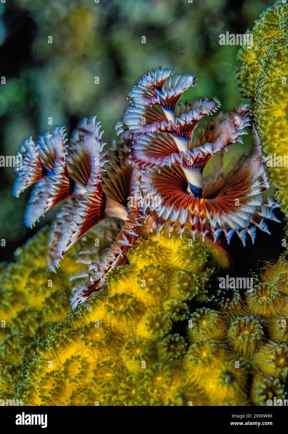 Spirobranchus giganteus, commonly known as Christmas tree worms, are ...