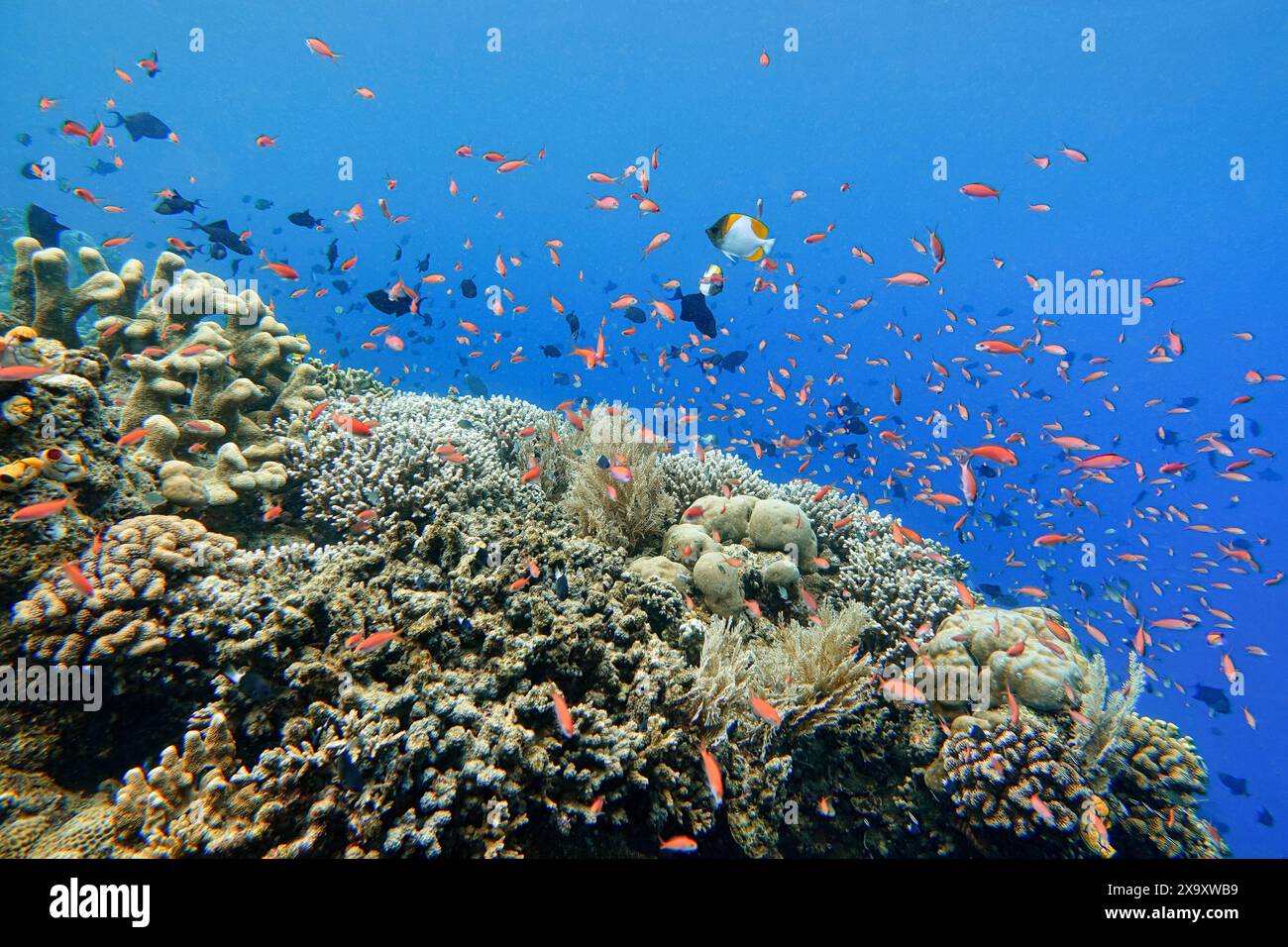 Indonesia Bunaken - Marine life Coral reef with tropical fish Stock ...