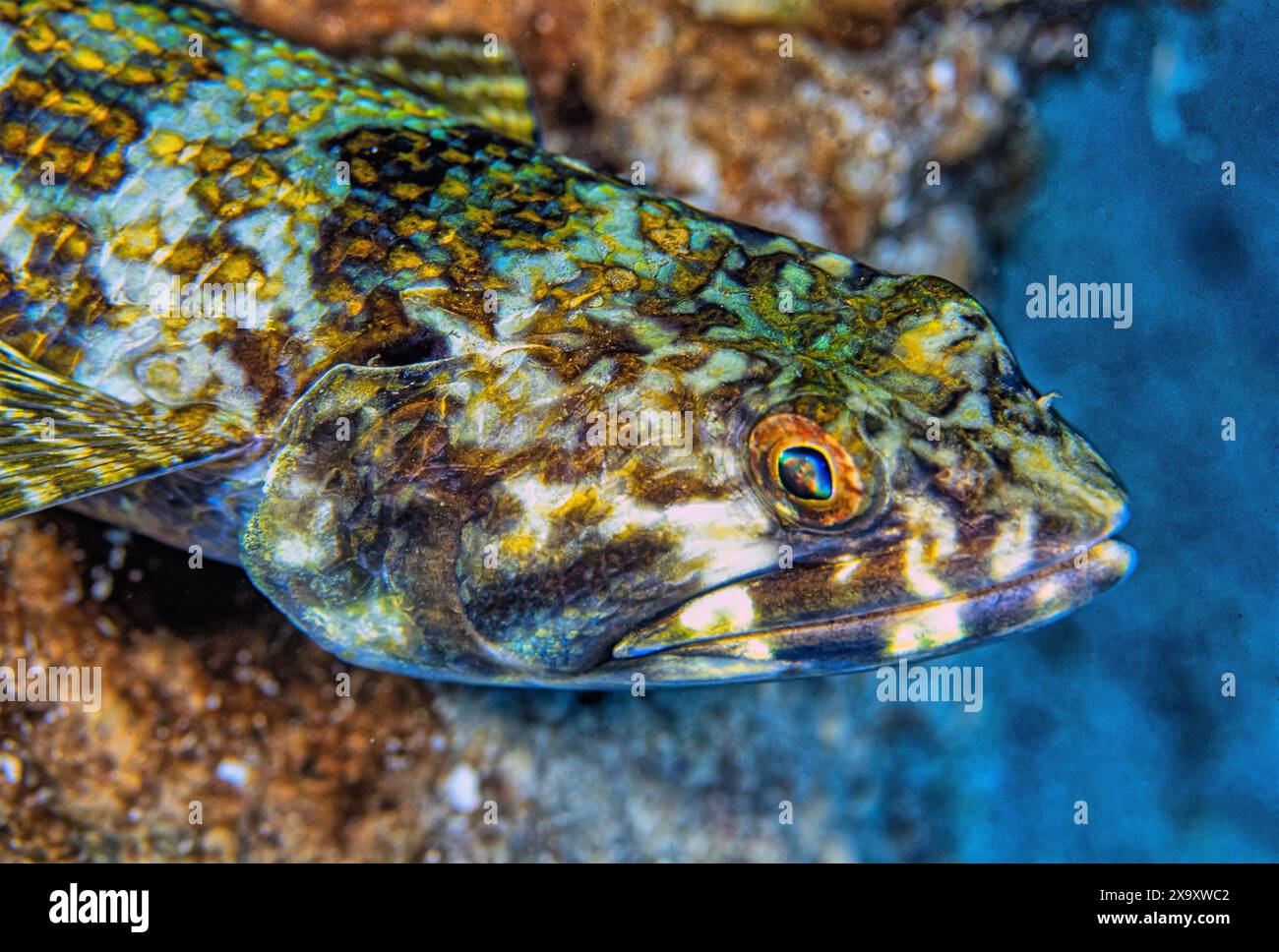 Synodus intermedius, the common sand diver is a species of fish in the ...