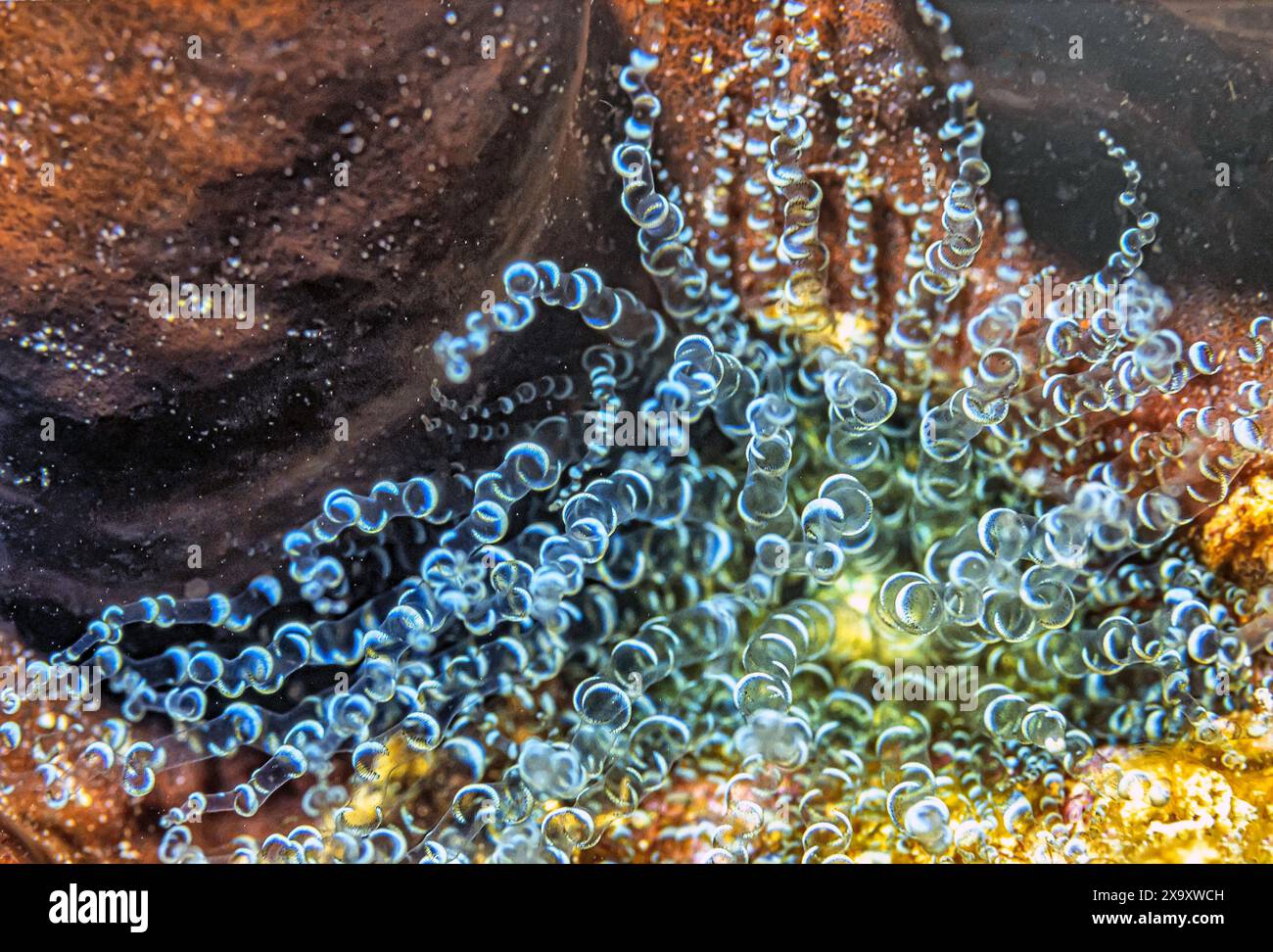 Ringed anemone hi-res stock photography and images - Alamy
