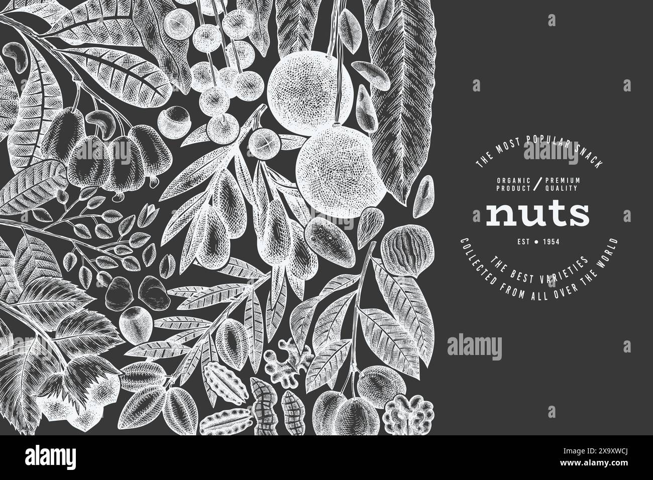 Hand Drawn Nuts Branch And Kernels Template. Organic Seed Vector Design ...