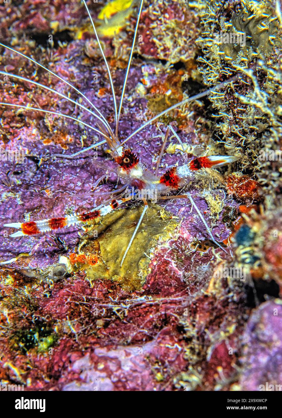 Stenopus hispidus is a shrimp-like decapod crustacean belonging to the ...