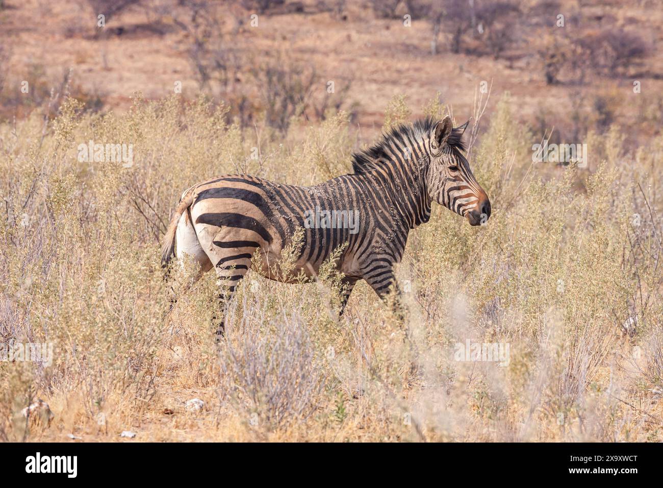 Namibia, Kunene Region, Etosha National Park, Hartmann's Mountain Zebra ...