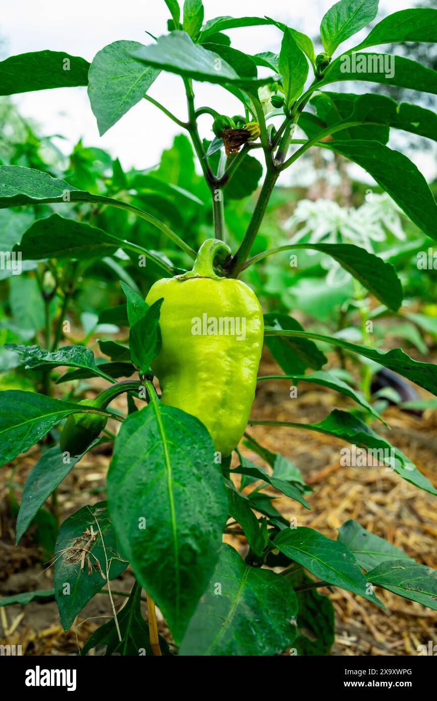 A large green pepper grows on a plant. Ecologically clean cultivation ...